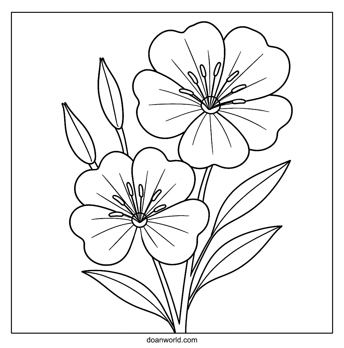  Evening Primrose Coloring Page Why Does The Evening Primrose Bloom